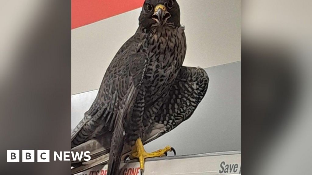 Falcon swoops in to surprise Stoke-on-Trent charity shop staff - BBC News