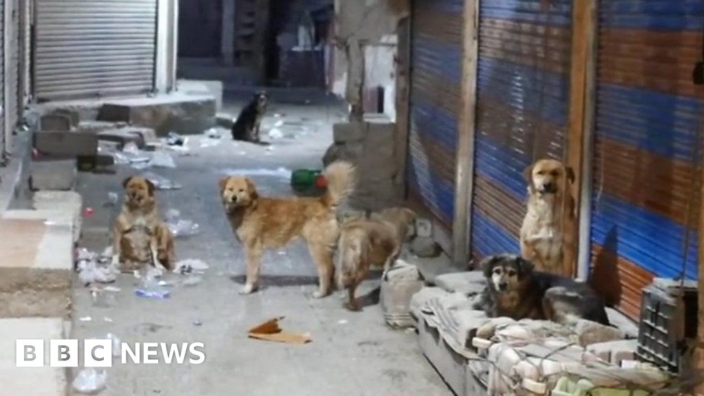 Tracking down India's killer dogs - BBC News