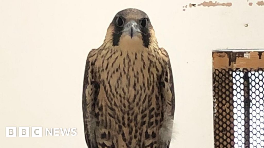 Bath firefighters rescue peregrine falcon stuck in roof gully