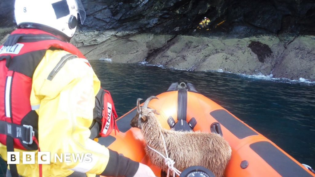 Two Manx Loaghtan sheep rescued after 80ft cliff fall - BBC News