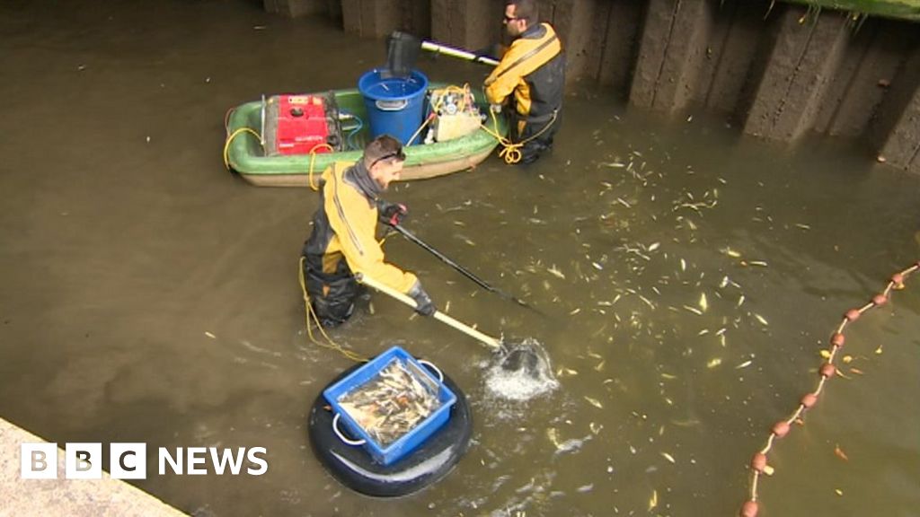 Fish removed from canal for Bath Deep Lock gate repairs - BBC News