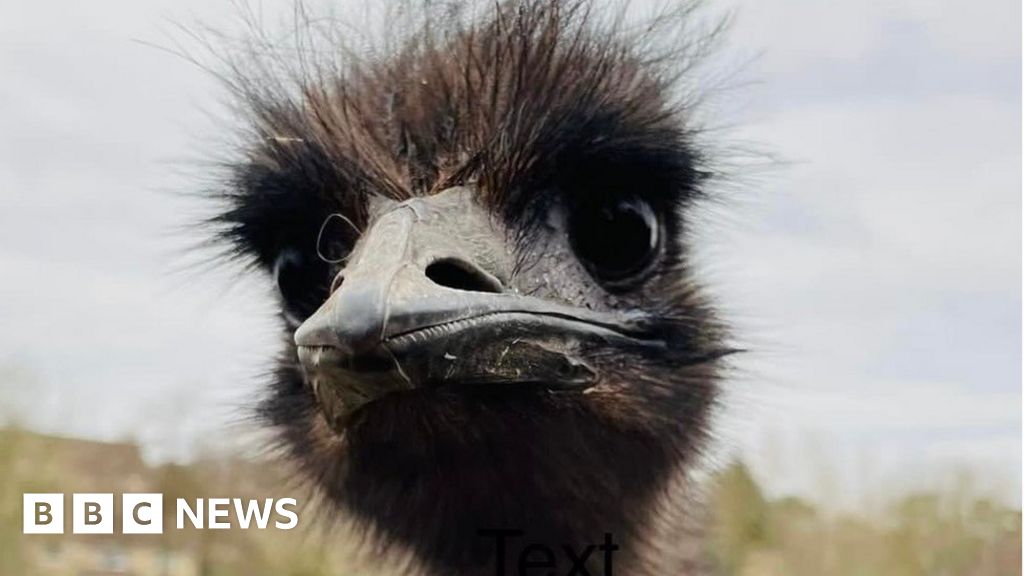 Earring eaten by Wiltshire emu returned after five days - BBC News
