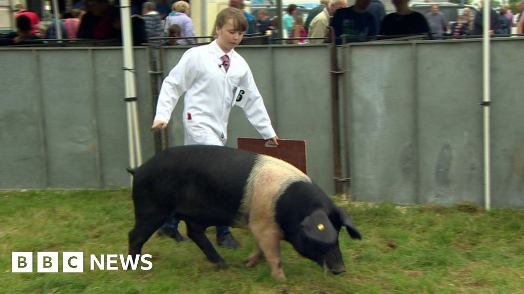 Samara Radcliffe, 12, becomes pig showing champion - BBC News