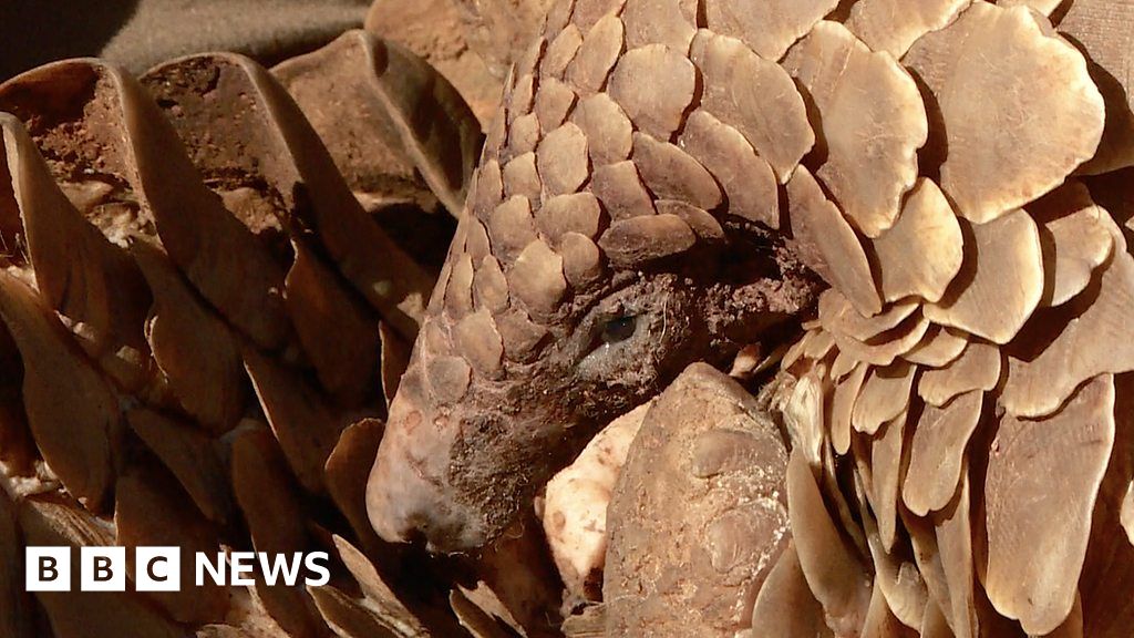 How South African police are tackling pangolin smugglers - BBC News