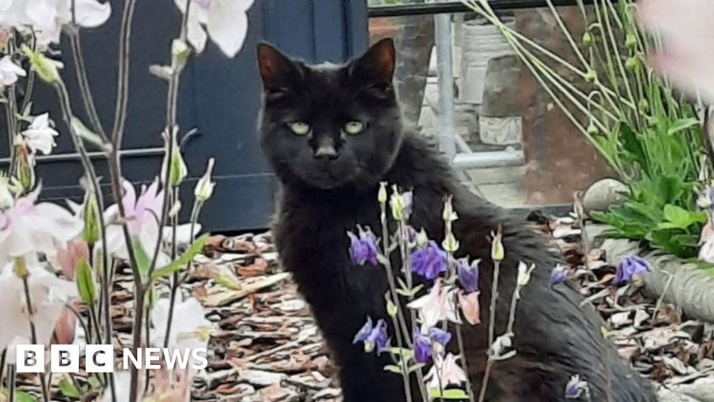 Cats Protection helps old cat find new home in Swindon