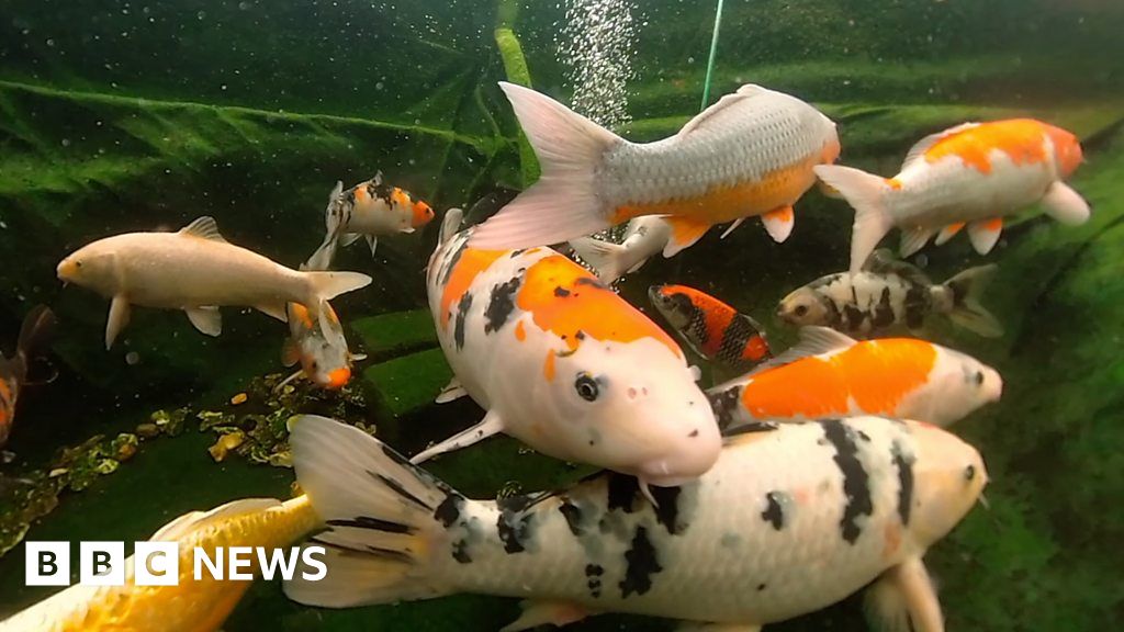 The 'Koi Rescue Man' with 300 fish in his Tuffley garden - BBC News