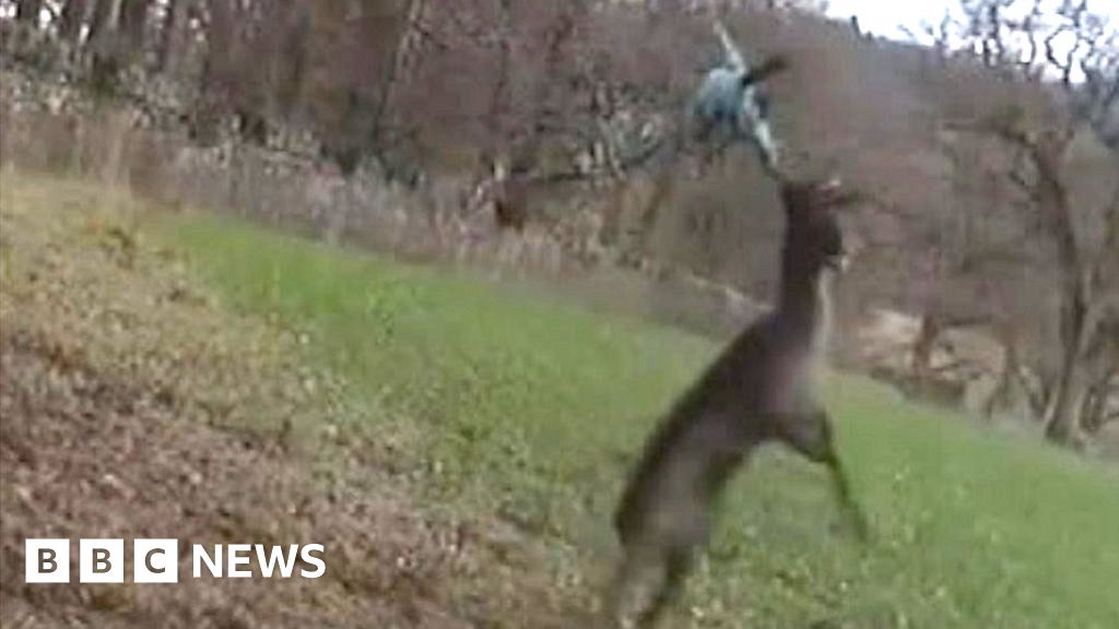 Police officers rescue deer tangled in rope swing