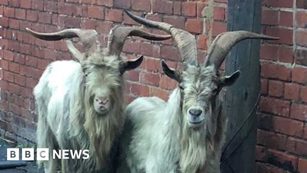 Loose goats captured in Hartlepool street - BBC News