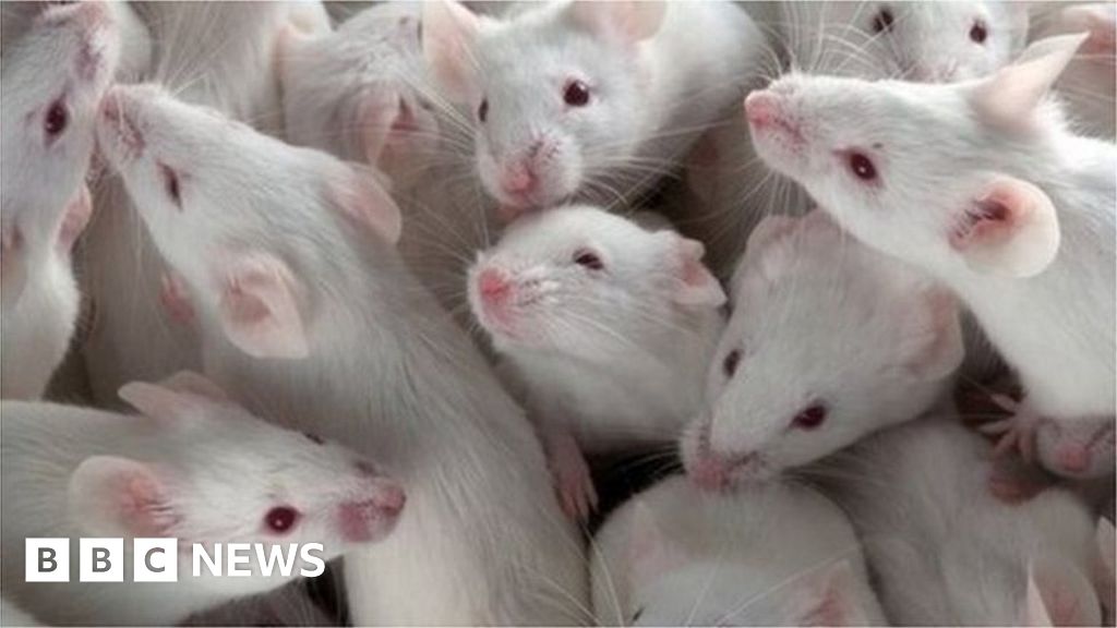 UK animal experiments fall by 5% - annual figures
