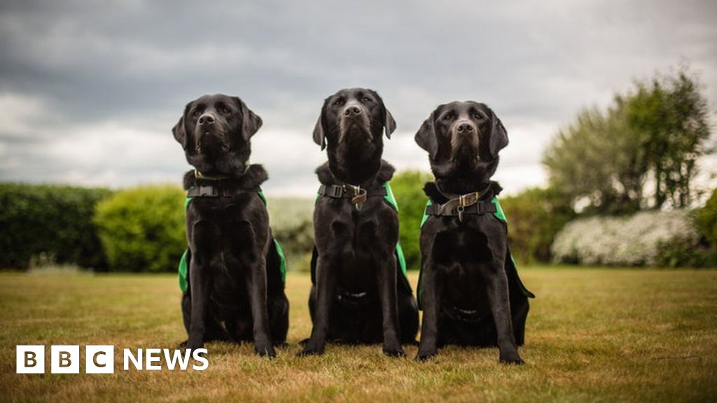 Dementia Dogs project under threat as funding runs out