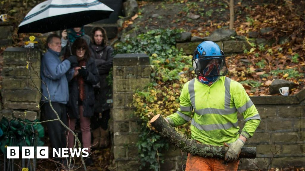 Bryan Lodge: Sheffield tree-felling row councillor quits role - BBC News