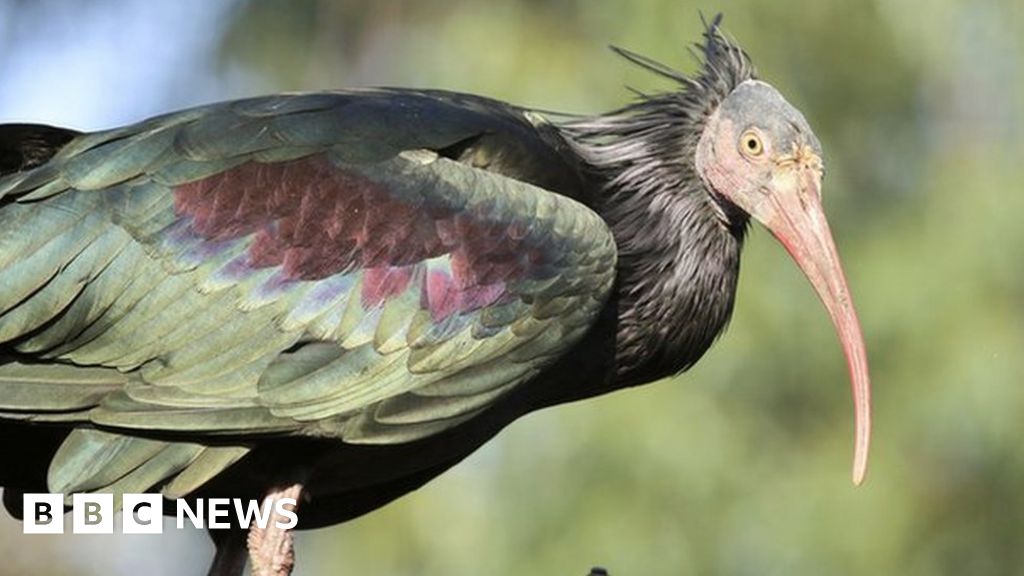 Turkey to stop endangered birds migrating to Syria - BBC News