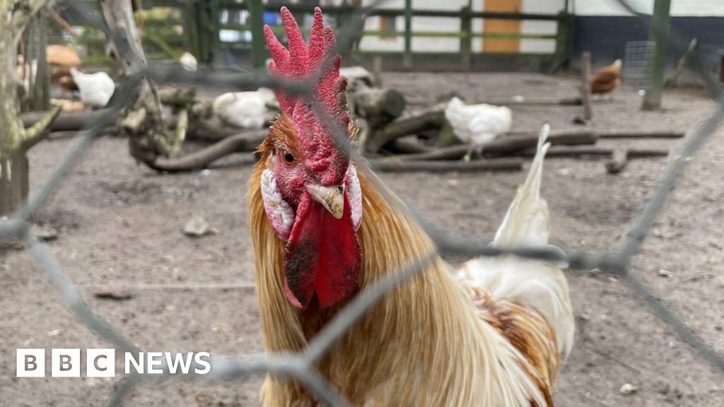 Bird flu outbreak confirmed on farm on Suffolk-Essex border - BBC News