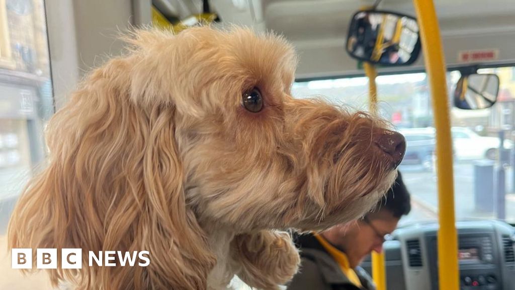The dog bus service bringing smiles to the community - BBC News