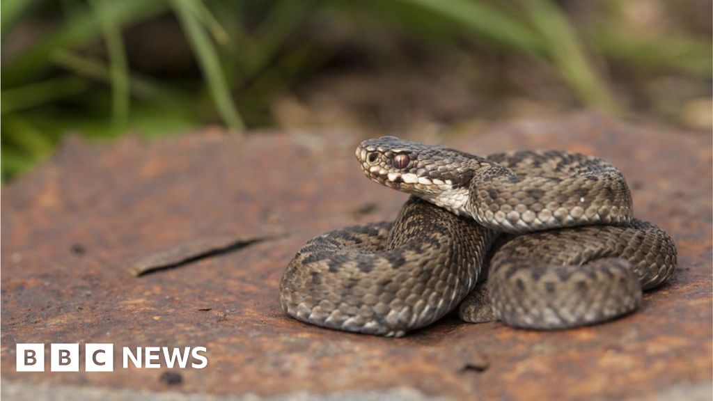 'Several cases' of adder bites in north Wales - BBC News