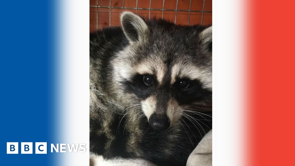 Raccoon rescued from Cambridgeshire roof is French - BBC News