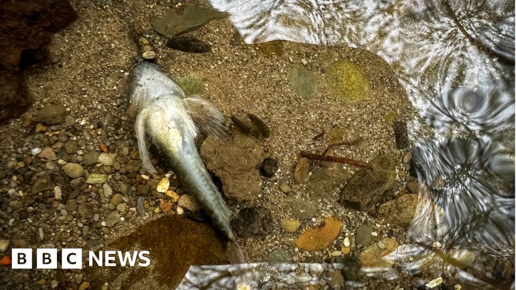 Mold: 50 dead fish found in river after chemical fire warning - BBC News