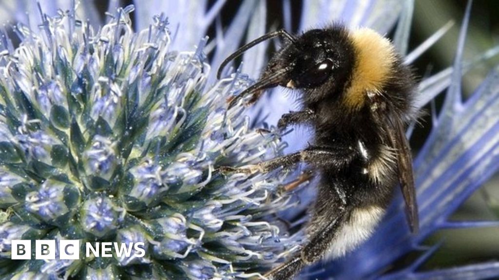 Bees and pesticides 'missing link' found - BBC News