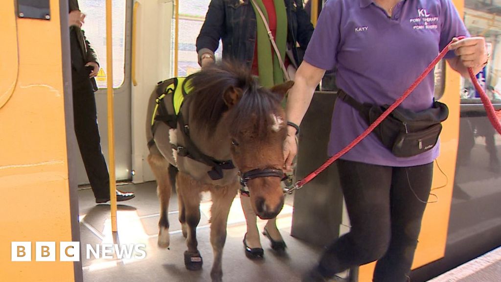 A guide horse's day out on Tyne & Wear Metro training