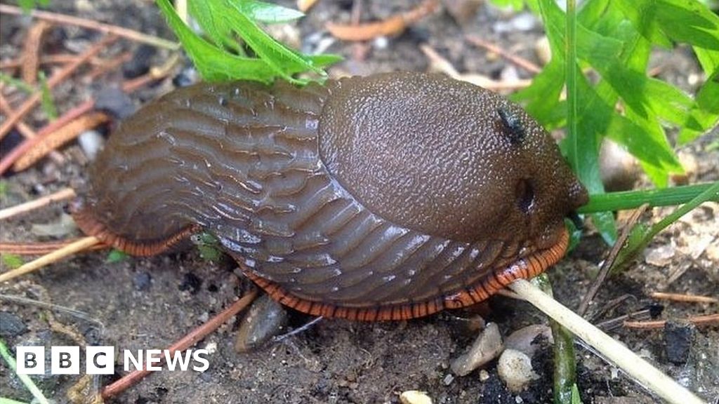 Garden centre criticised over slug pellet promotion - BBC News