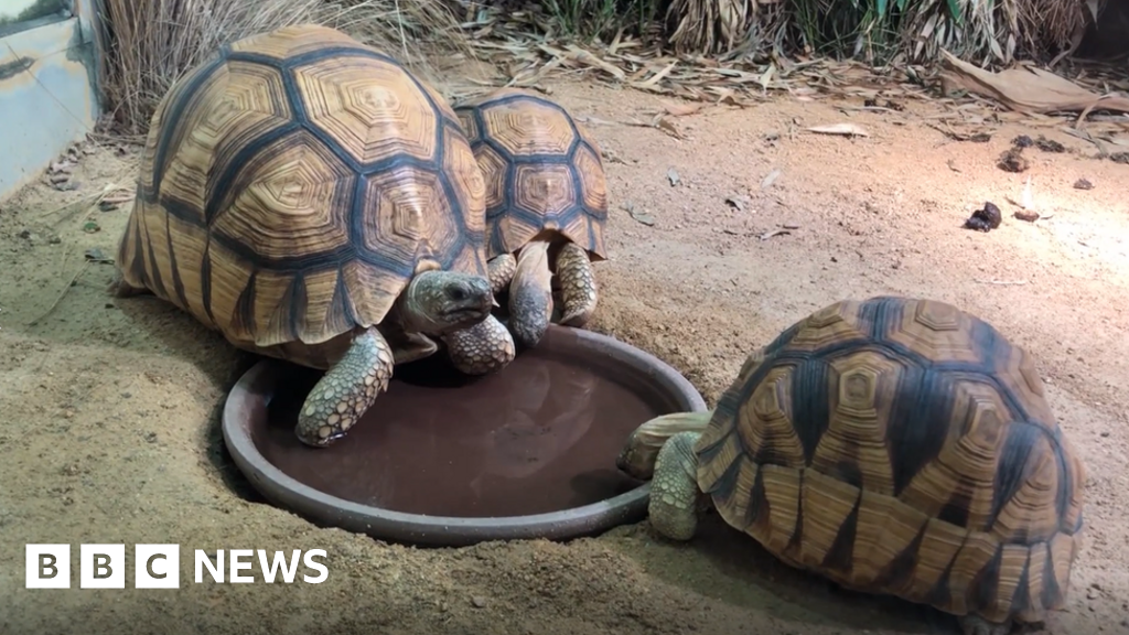 Jersey conservation helps save rare tortoise - BBC News