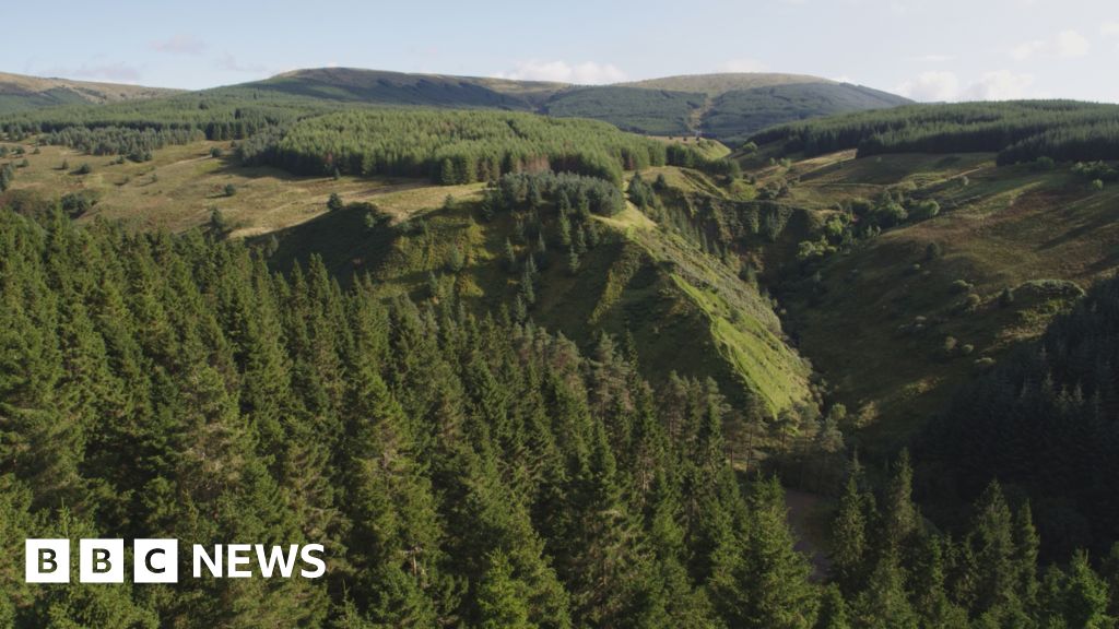Galloway forest set for TV starring role - BBC News