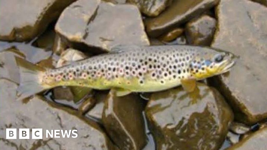 Work to boost fish numbers on River Kennet - BBC News