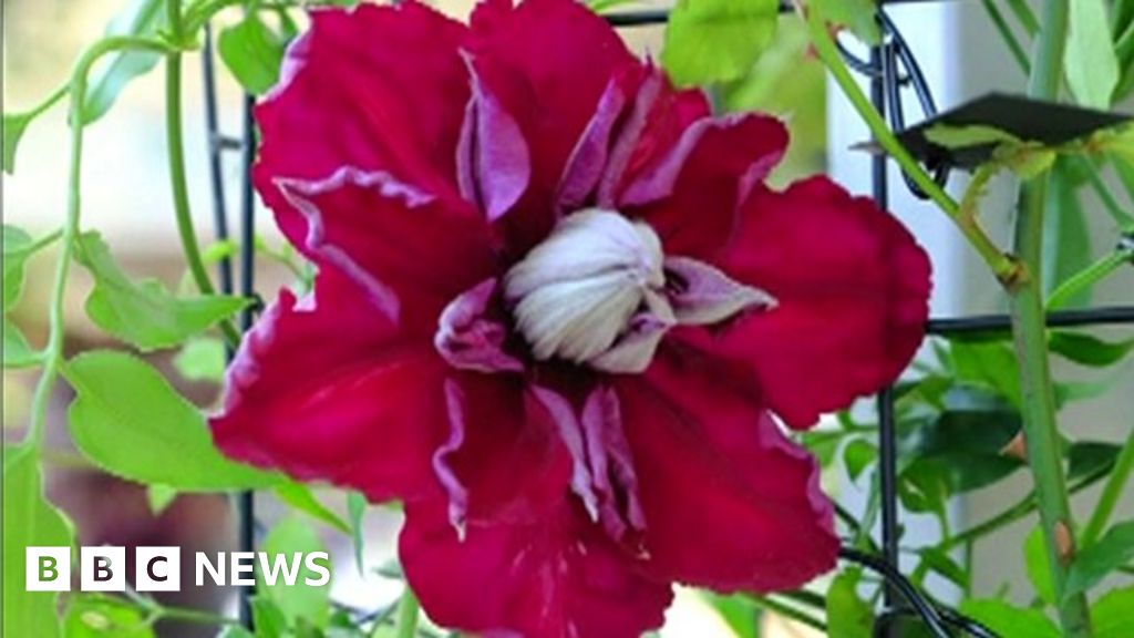 The colours of the Chelsea Flower Show in 45 seconds - BBC News
