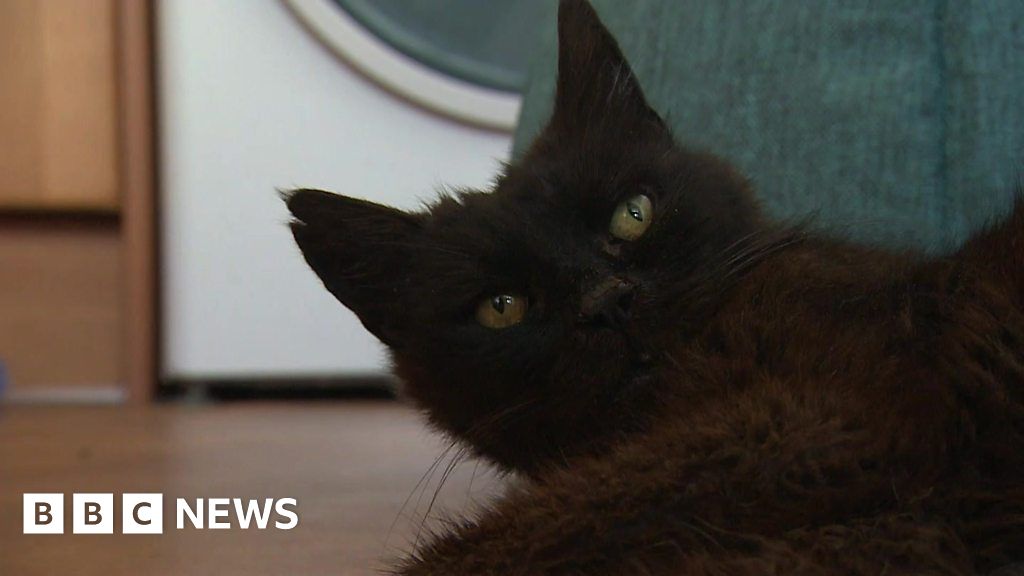 Missing Cornwall cat Winston found after 15 years - BBC News