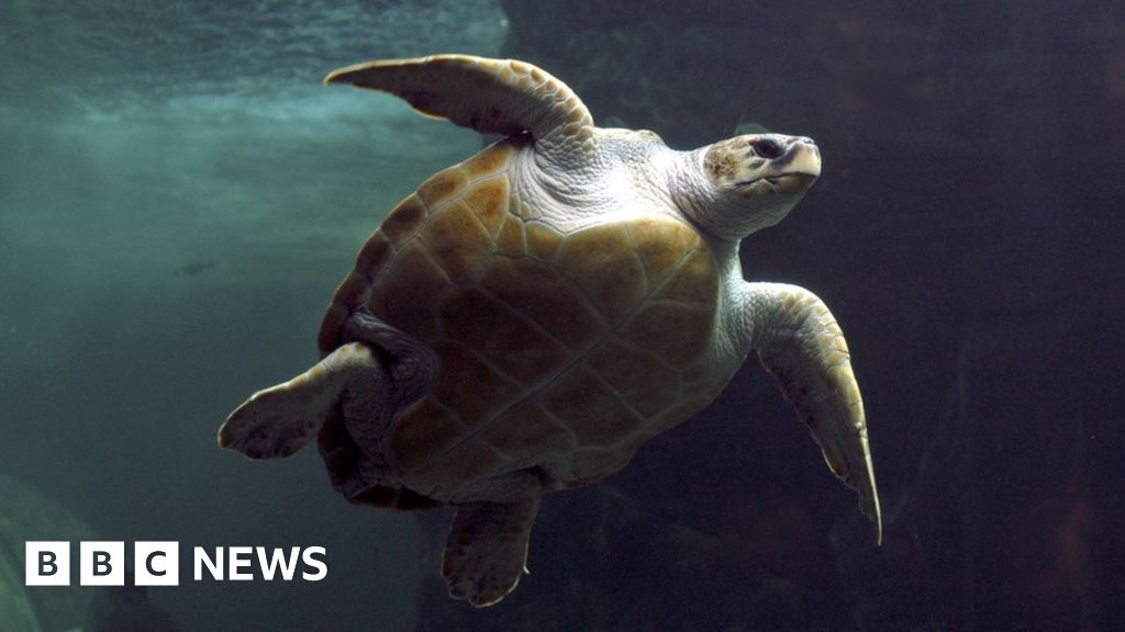 Easyjet passengers to Gatwick delayed to protect turtles - BBC News