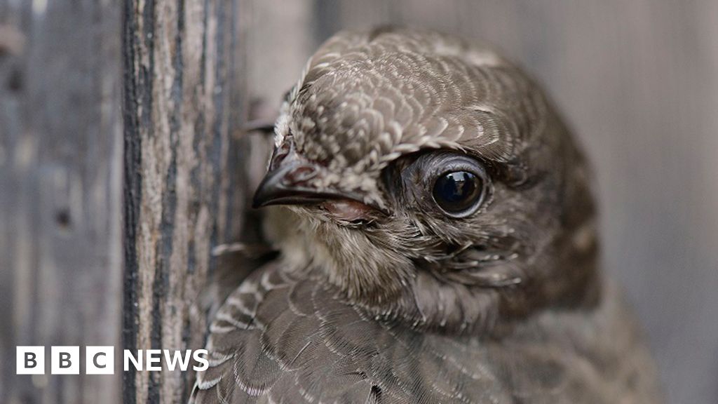 Swift tower in Cardiff Bay gives birds a starter home - BBC News
