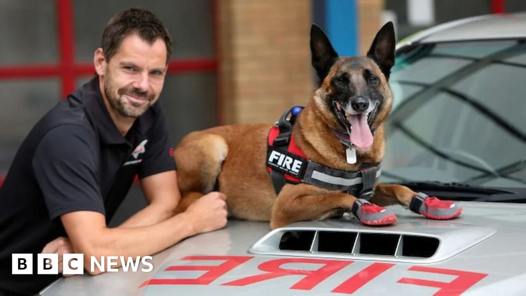 Heartbreak as West Midlands fire investigation dog Kai dies