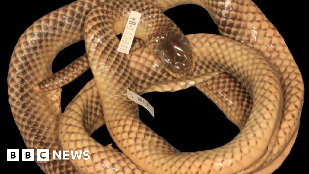 Snake handler discovers highly venomous new species in a jar - BBC News