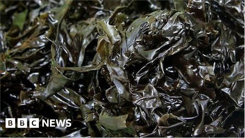 Welsh Laverbread awarded EU protected food status - BBC News