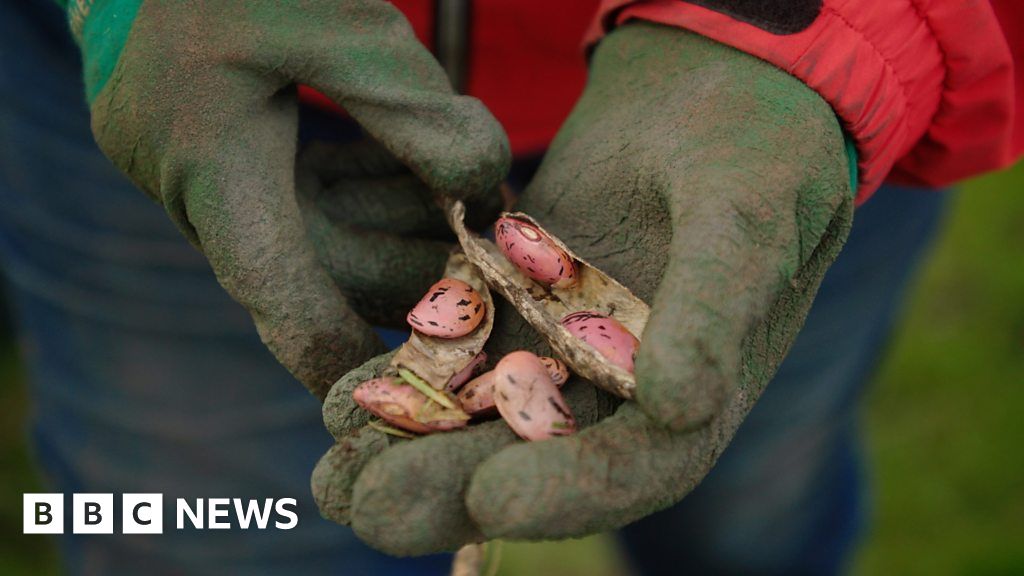The Bristol seed swappers protecting our food heritage - BBC News