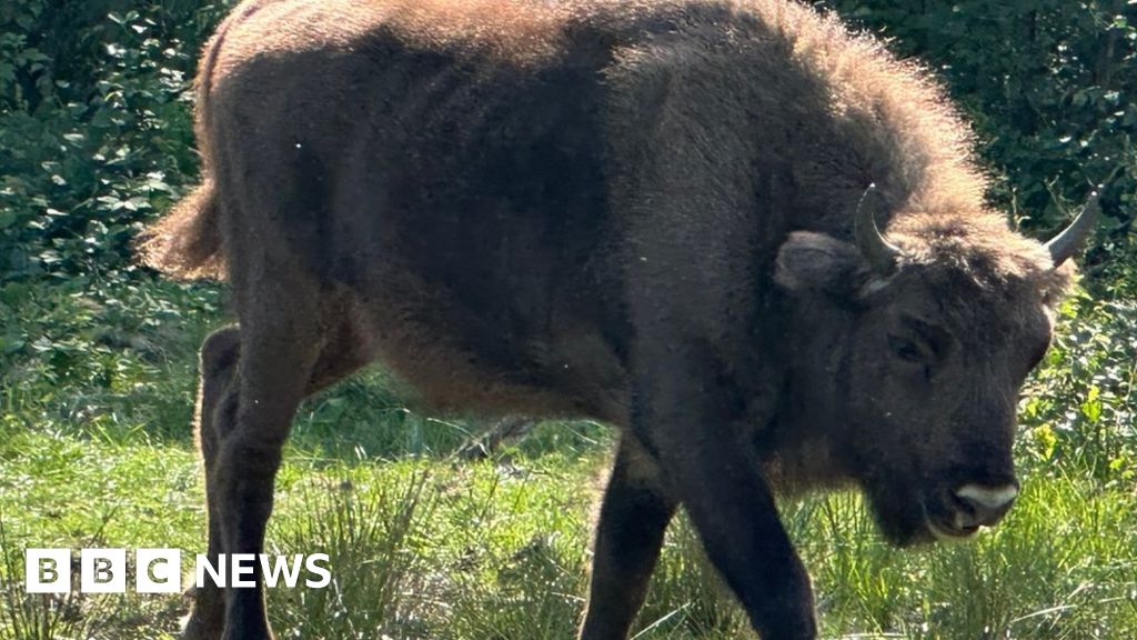 Canterbury: Blean bison calf born at rewilding project turns one - BBC News