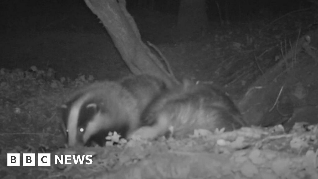 Badger baiting 'is one of the most awful acts of cruelty'