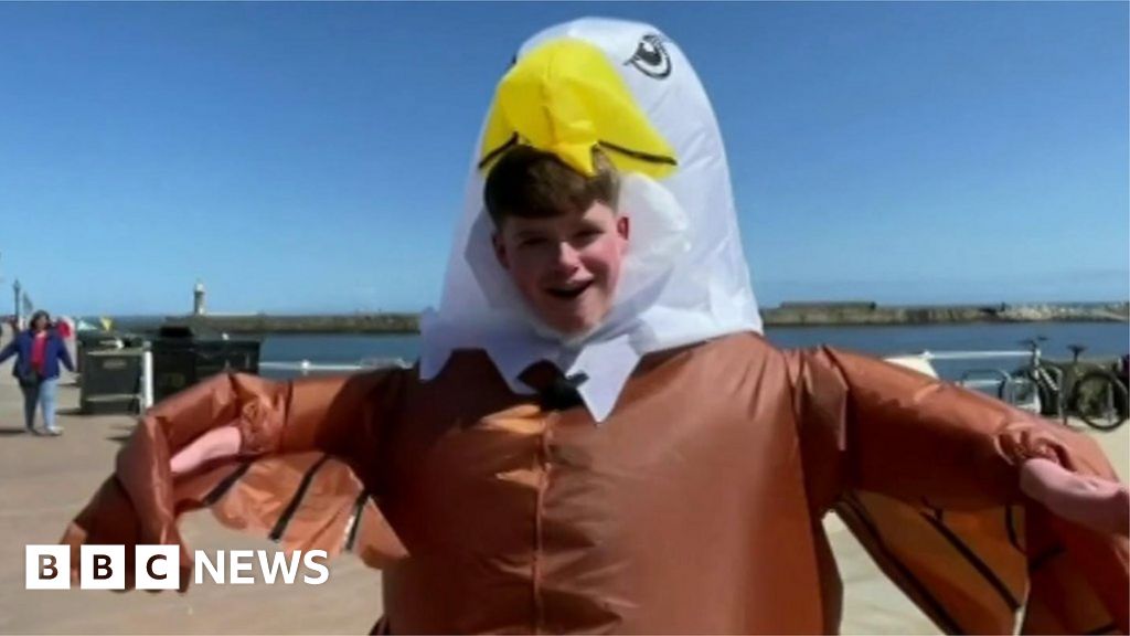 Whitby man in eagle costume deters seagulls from stealing food - BBC News