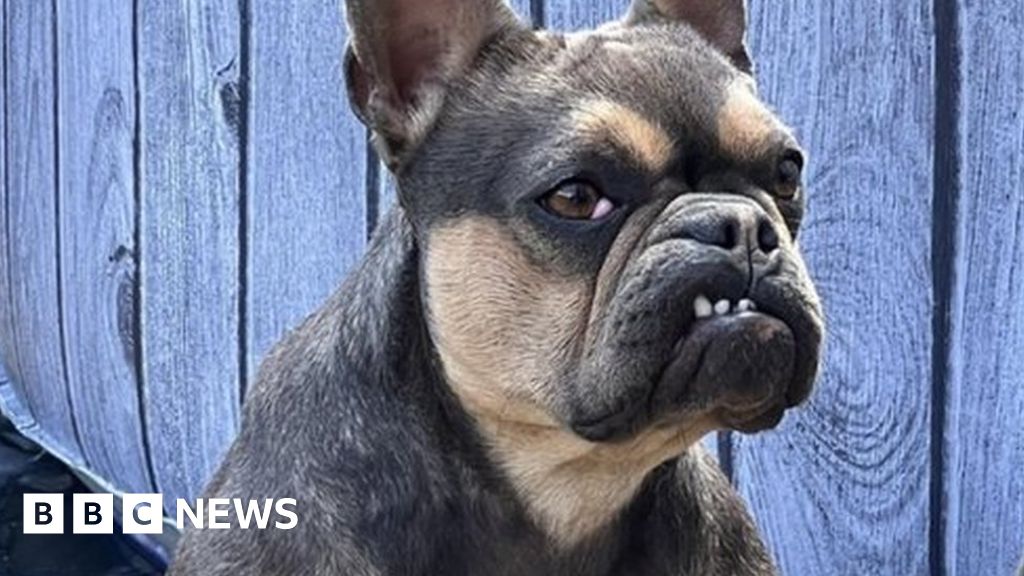 Wiltshire dog shortlisted for UK's ugliest title