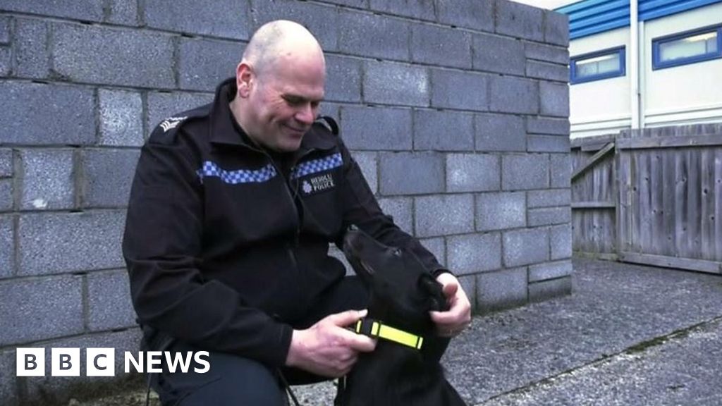 South Wales Police dogs: 'Trainee pup like regular pet' - BBC News