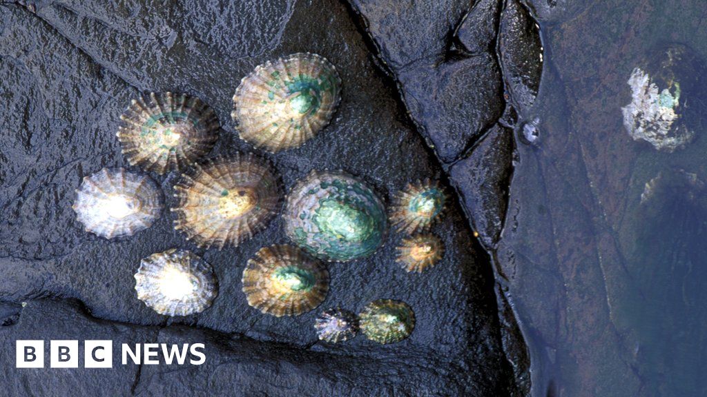 Public consultation on list of Gaelic shellfish names - BBC News