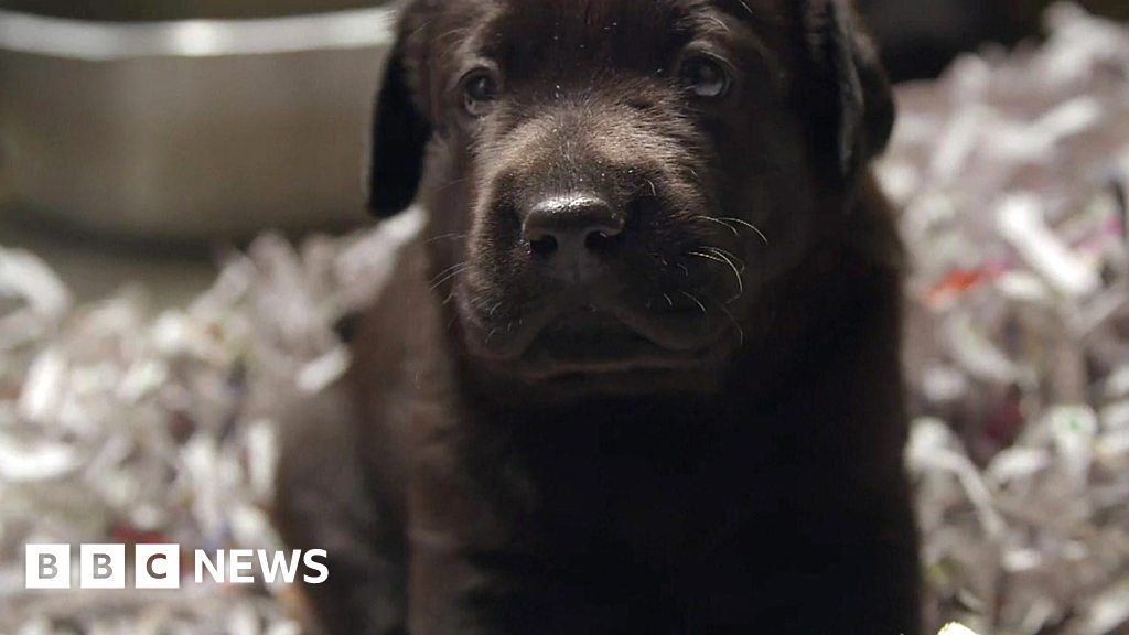 Pick of Litter follows puppies’ progress to guide dogs