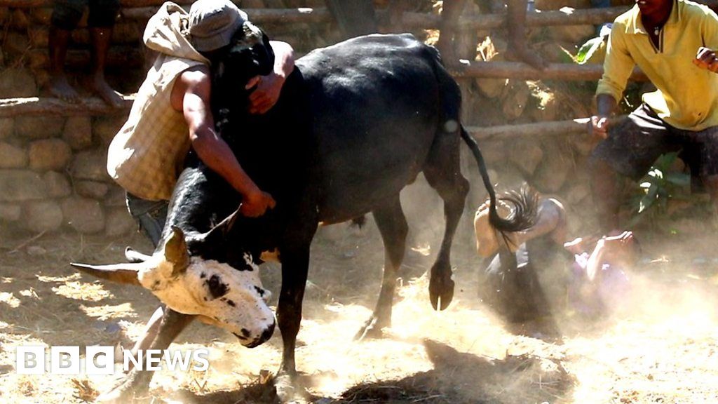 Bull wrestling for love in Madagascar