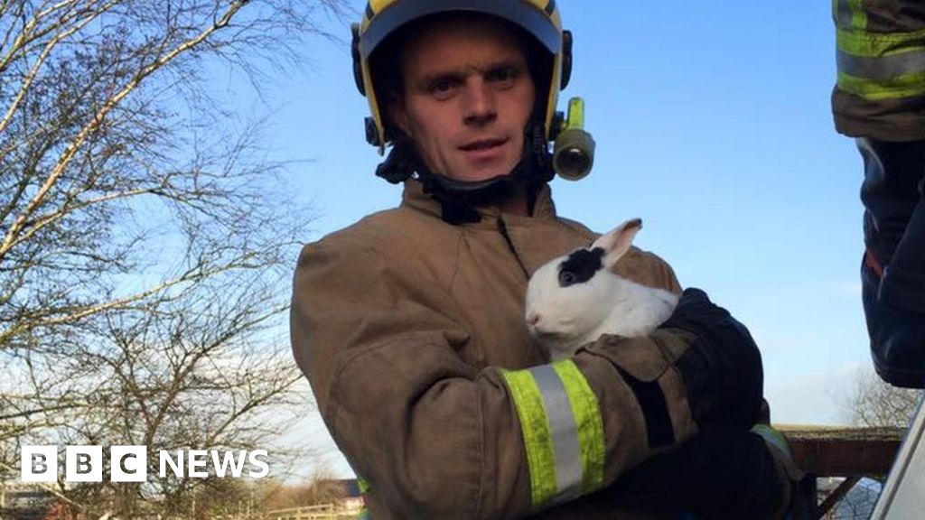Omagh's flying rabbit: Bunny rescued from roof after Storm Gertrude ...