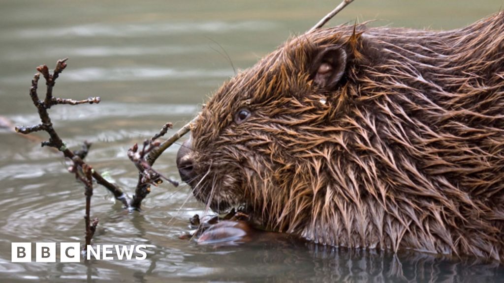 Decision on future of Scotland's beavers later this year - BBC News