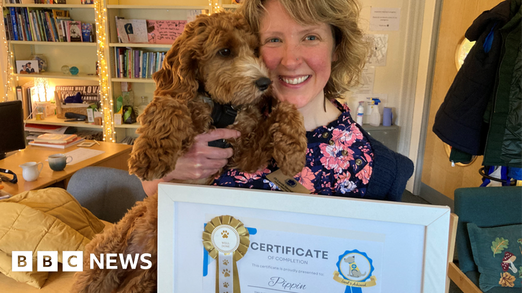 Cockapoo to become therapy dog at Telford school - BBC News