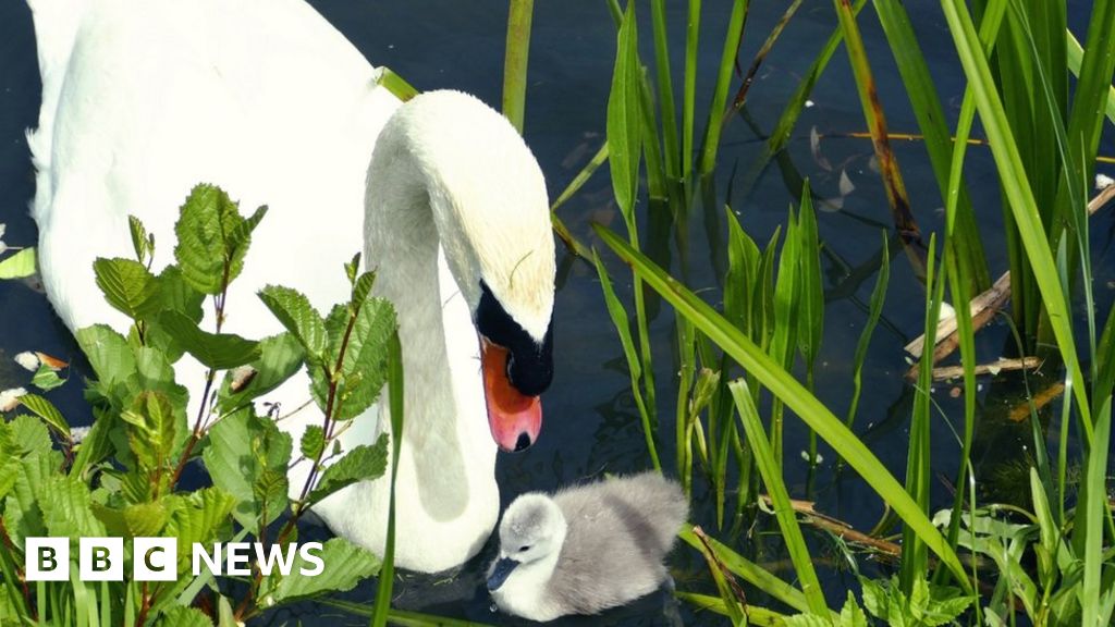 Police investigate after cygnet found dead in Slough - BBC News