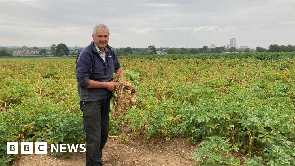 Rugby farmer: 'Drought means potatoes half the size of usual' - BBC News