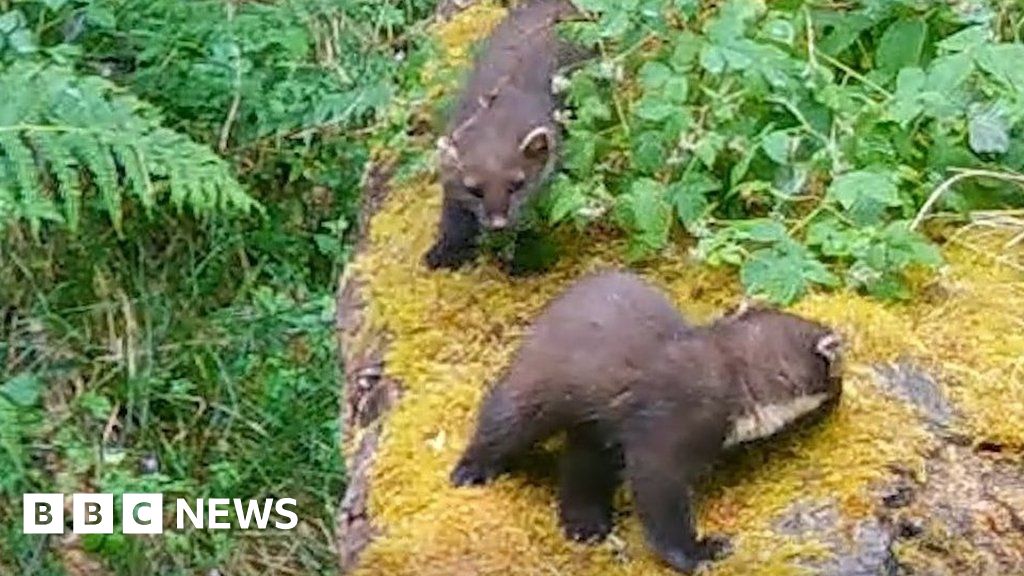 Forest of Dean: Another successful breeding year for pine martens - BBC ...