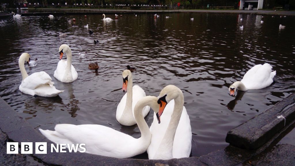 Bodyguards set to protect Flora Day nesting swans - BBC News